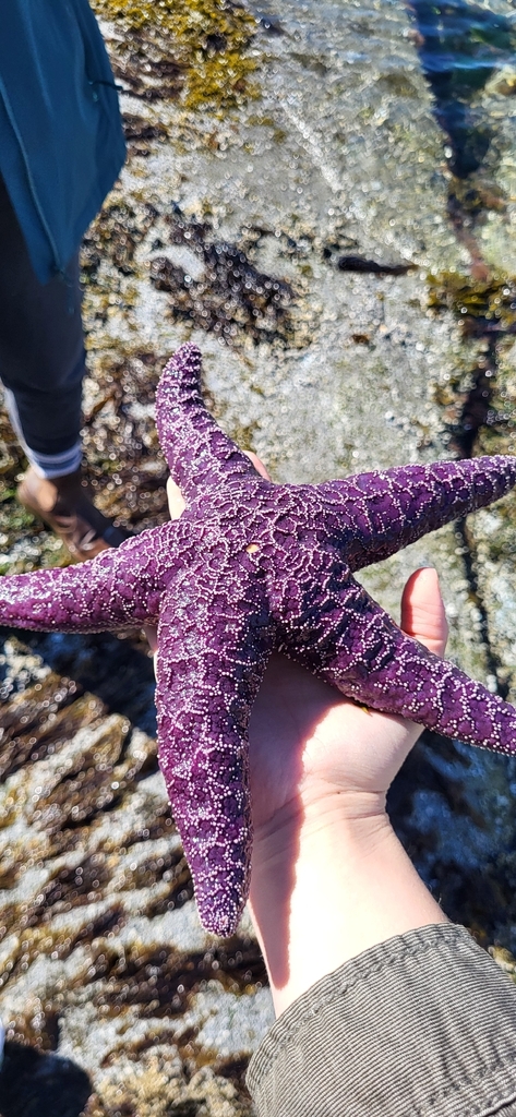Ochre Sea Star from Gabriola, BC V0R 1X3, Canada on May 18, 2024 at 04: ...