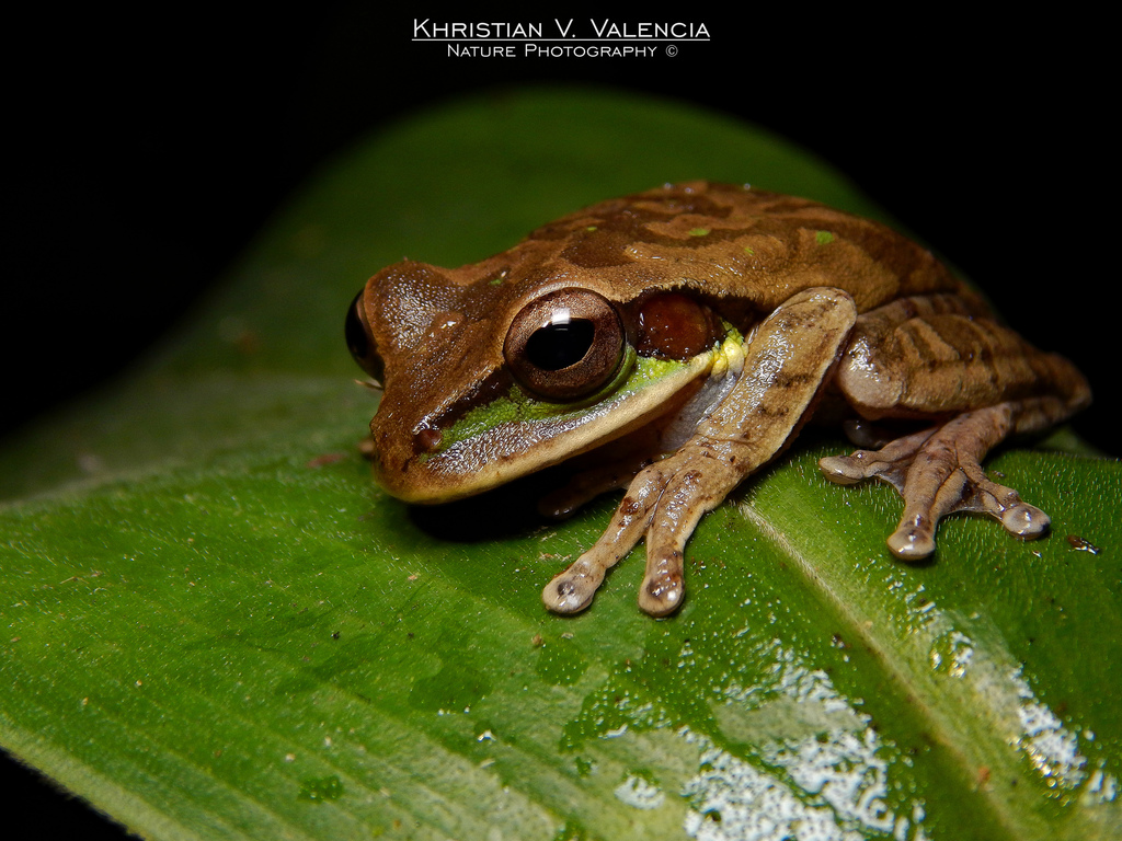 rana arborícola enmascarada (Anfibios PEVA (Parque Ecológico Volcán ...