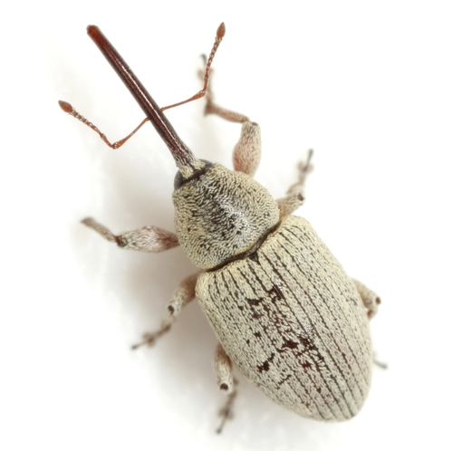 Gray Sunflower Seed Weevil (Smicronyx sordidus)