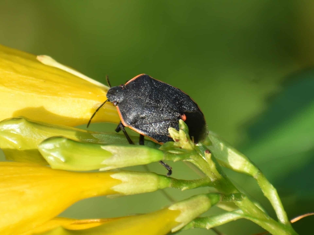 Conchuela Bug from Universal City, TX 78148, USA on November 17, 2025 ...