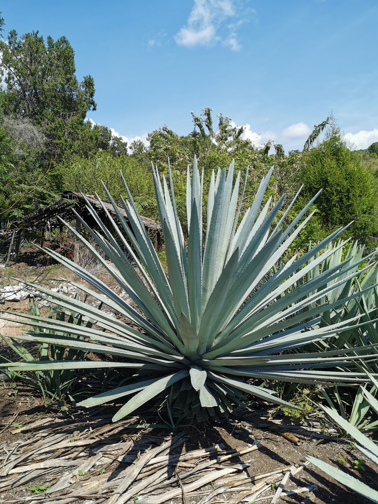 Agave rhodacantha from Zumpahuacán, Méx., México on November 11, 2019 ...