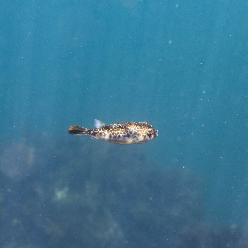 Smooth Toadfish from Broulee NSW 2537, Australia on November 18, 2025 ...