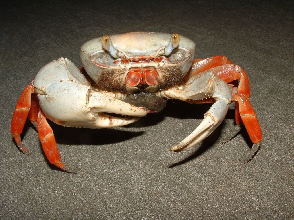 mouthless crab from Playa El Coco, Nicaragua on August 30, 2003 at 06: ...