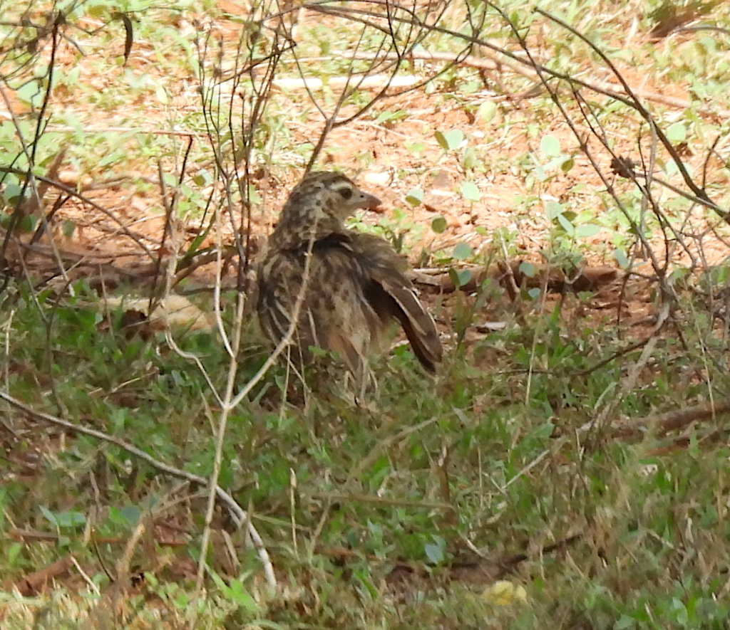 Jerdon's Bushlark from Yala NP Sector 5, Moneragala, Sri Lanka on ...