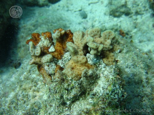 Psammocora stellata · iNaturalist