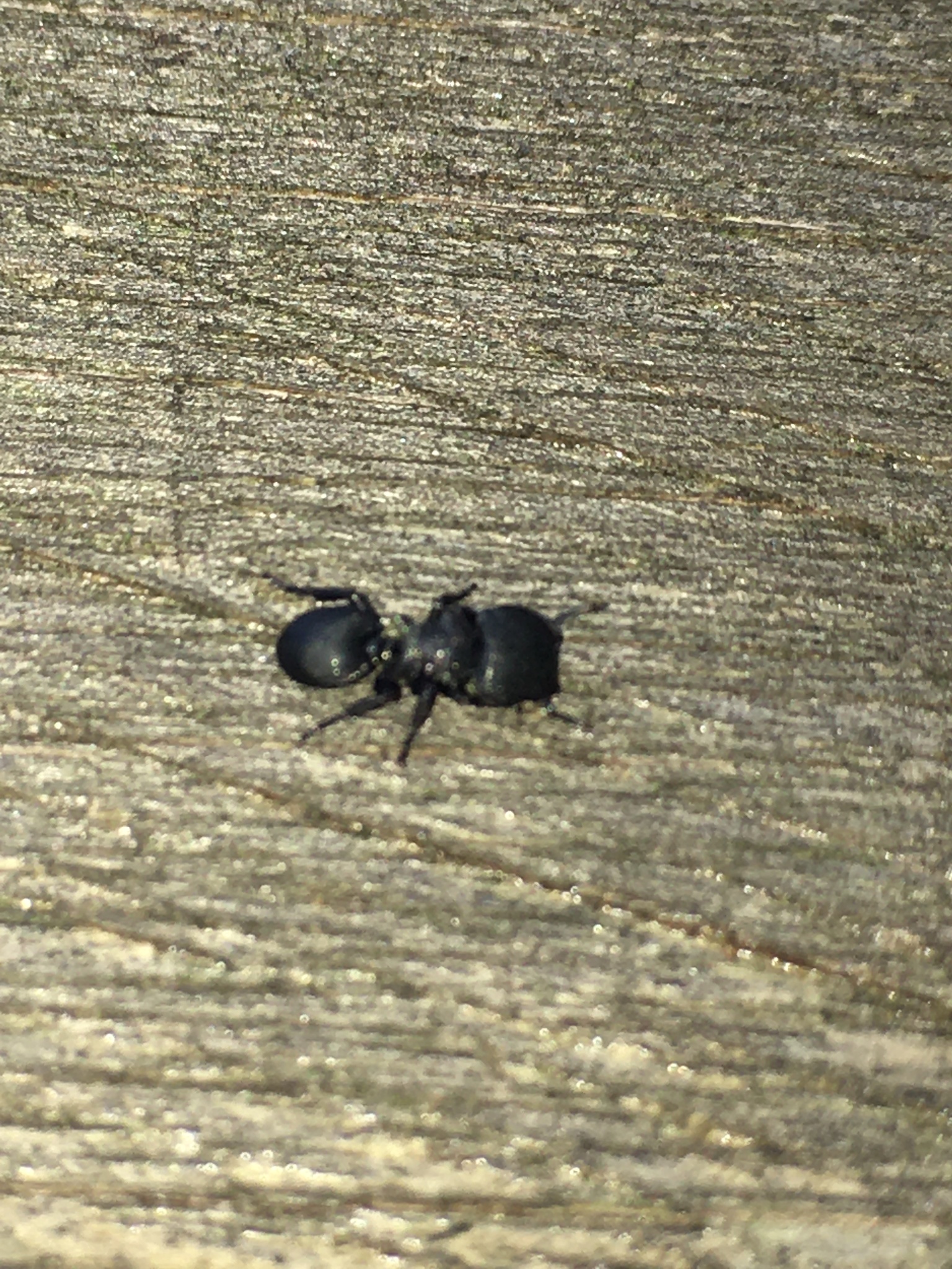 Cephalotes pusillus (Klug, 1824)
