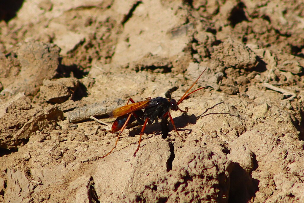 Tarantula-hawk Wasps and Allies from Cacadu, ZA-EC, ZA on November 18 ...