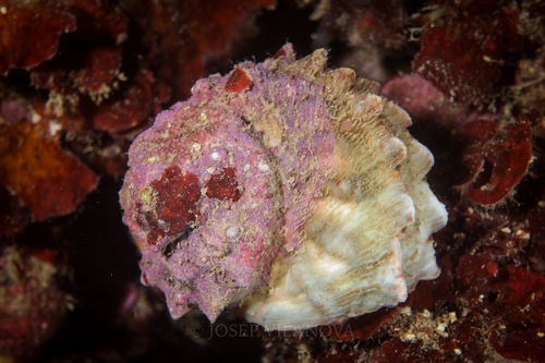 Rough Star Shell (Bolma rugosa) · iNaturalist