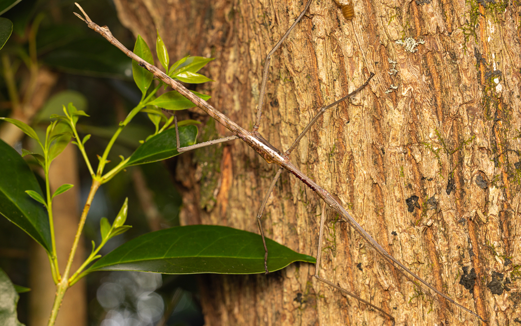 Titan Stick Insect from Le Claire Pl, Buderim, QLD, AU on November 18 ...