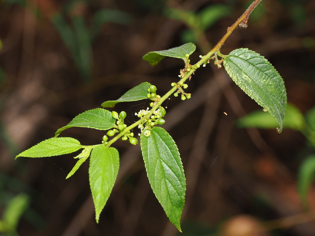 Nettle Tree from Brisbane QLD, Australia on November 14, 2025 at 12:44 ...