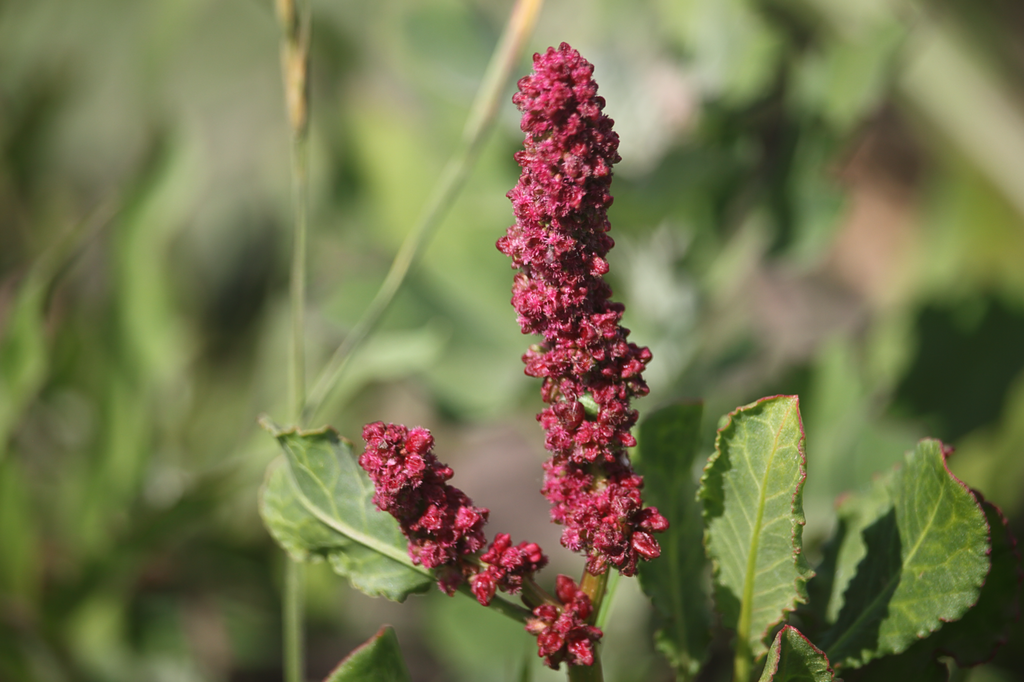 Rumex maricola from Concepcion, Bío Bío, Chile on December 10, 2019 at ...
