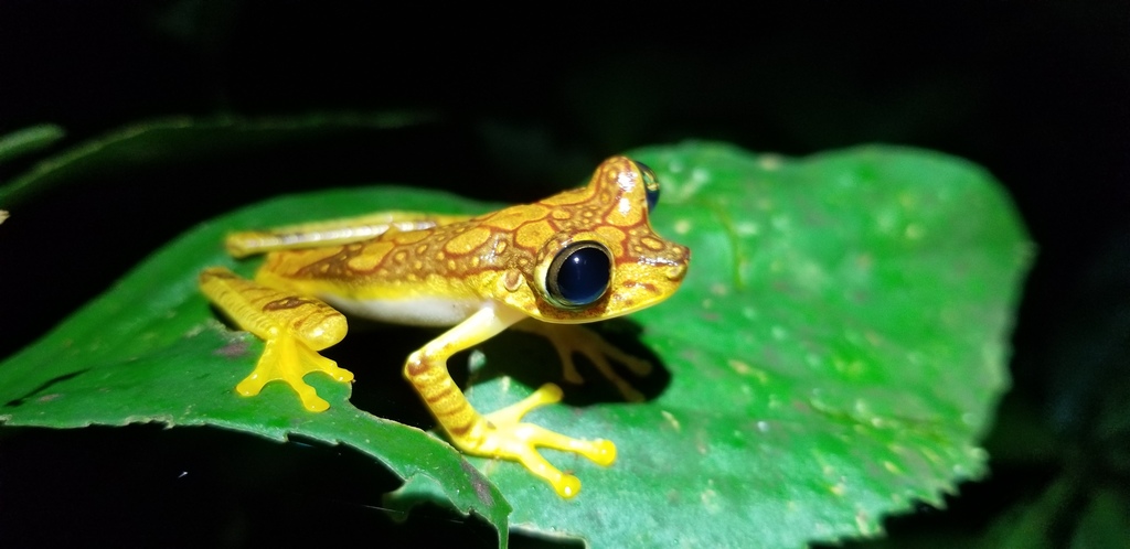 Imbabura Tree Frog from Eloy Alfaro, Ecuador on July 18, 2019 by Mike ...