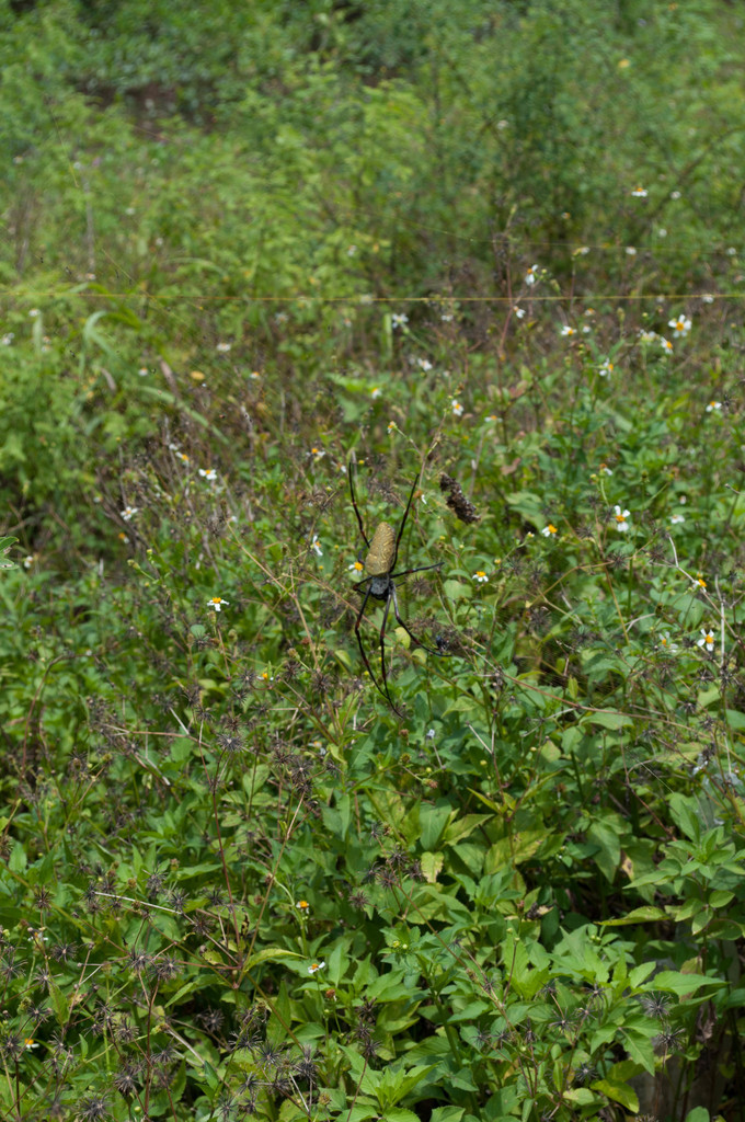 Batik Golden Web Spider from Canh Che, Quang Ninh, Vietnam on June 19 ...
