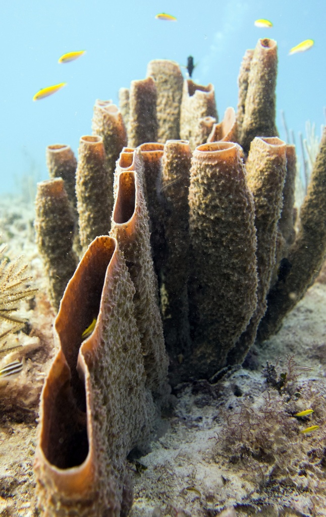 Branching Vase Sponge