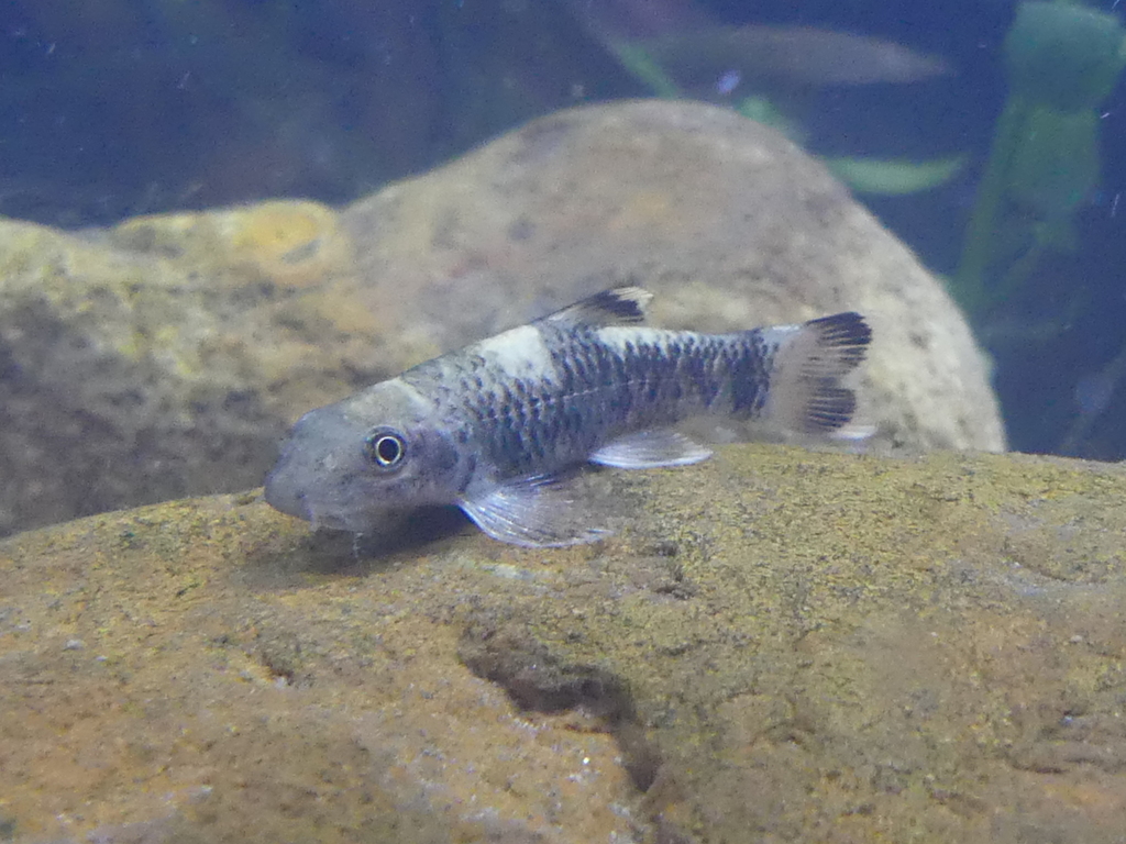 Garras (Garra) - Marine Life Identification