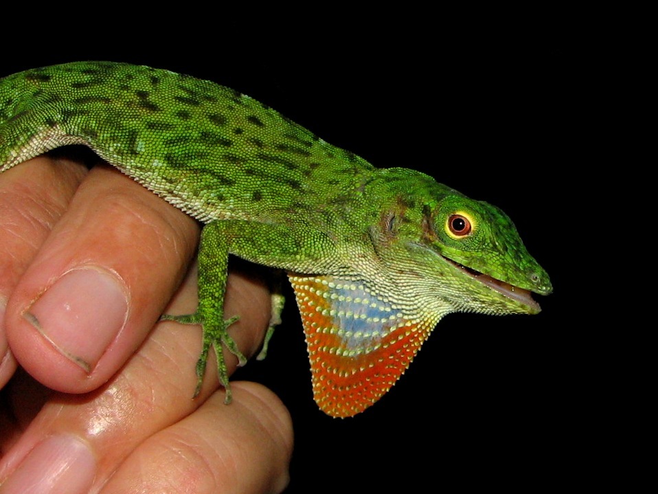 Green Anole Care