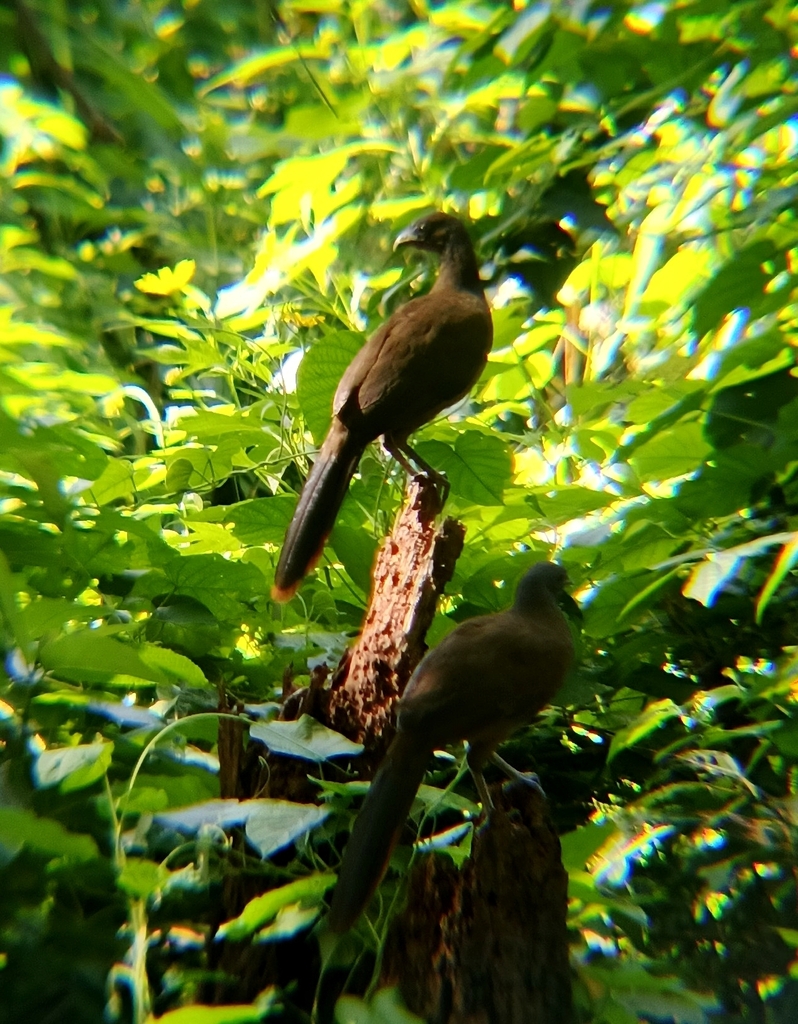 Rufous-vented Chachalaca from 968X+85M Parque Leonor Bernabo - Rio ...