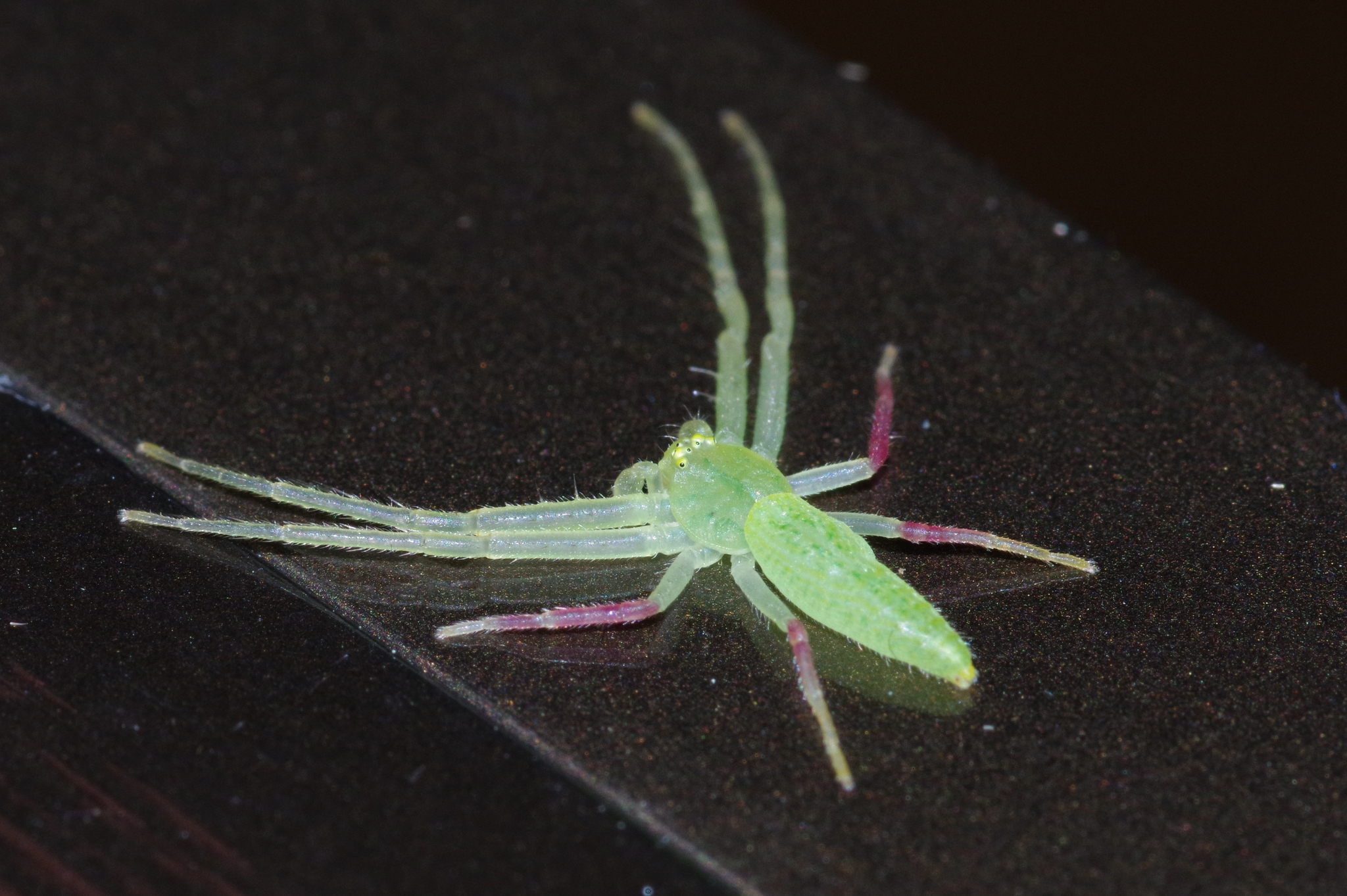 Oxytate hoshizuna Ono, 1978