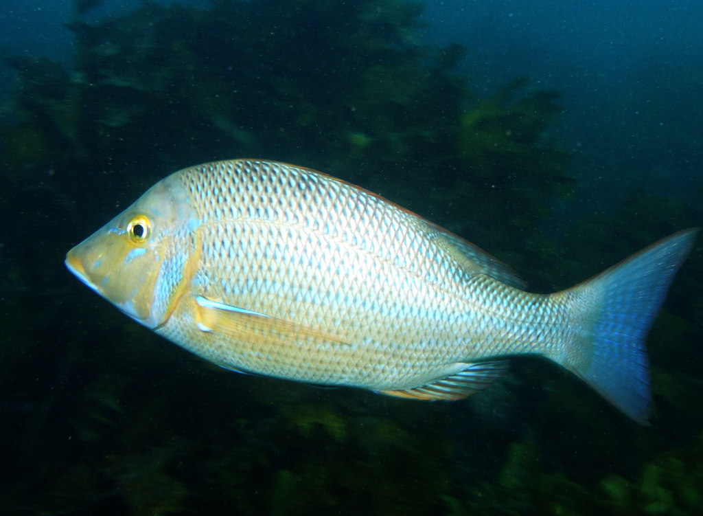 Spangled Emperor (Lethrinus nebulosus) - Marine Life Identification