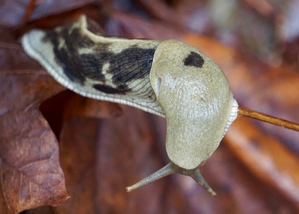 Pacific Banana Slug (Invertebrates of Mt. Tabor) · iNaturalist