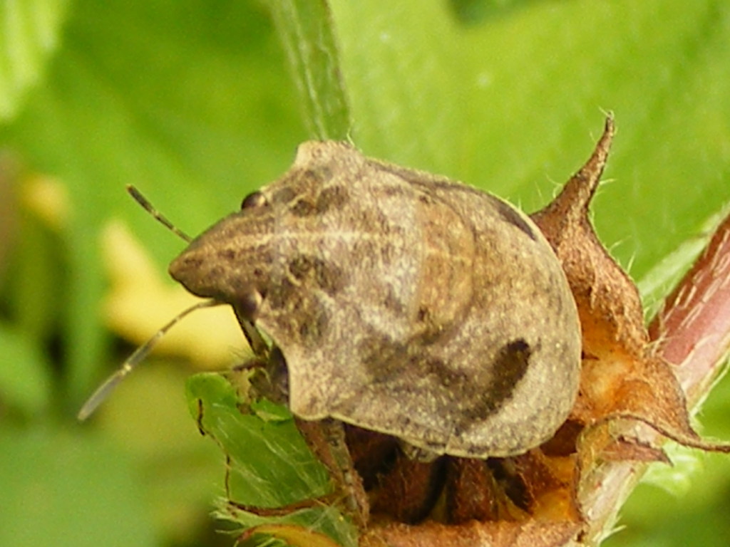 Hotea subfasciata from TSB, Malelane, South Africa on December 6, 2009 ...