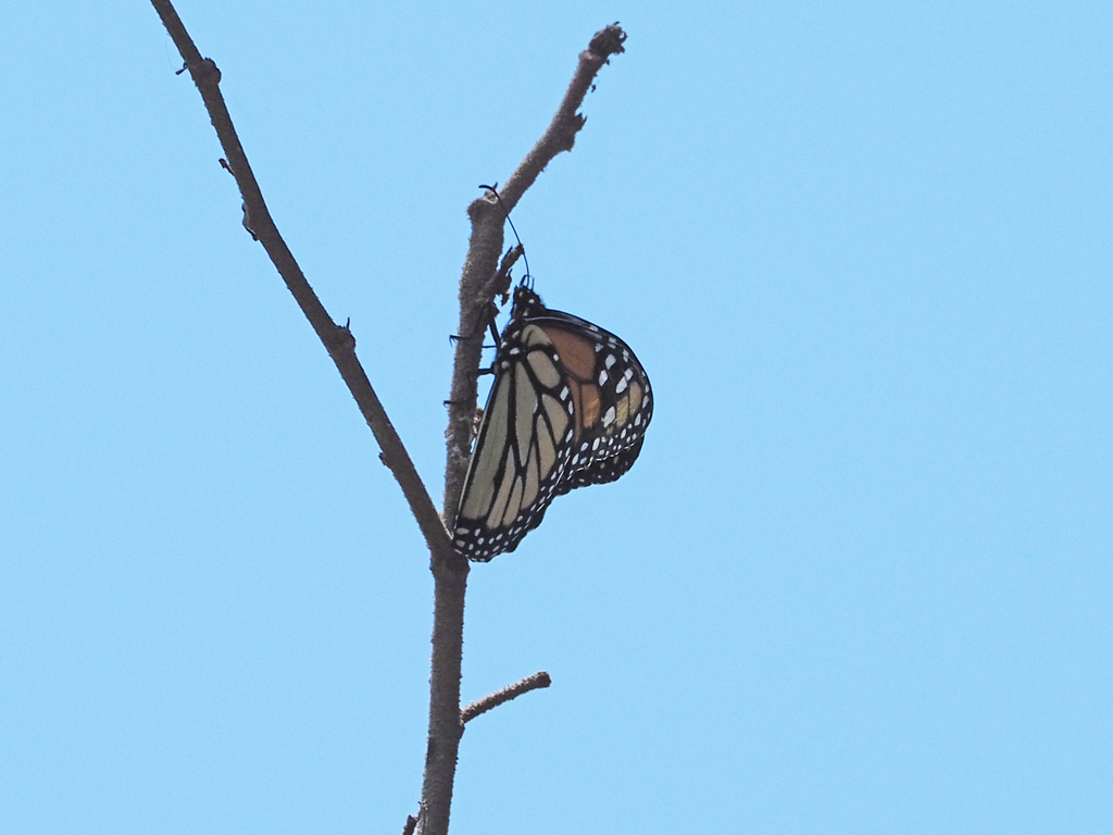 Southern Monarch from Macara, Ecuador on November 4, 2019 at 11:13 AM ...