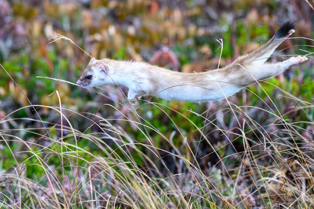 Canadian Stoat from Shea Heights, St. John's, NL, Canada on November 03 ...