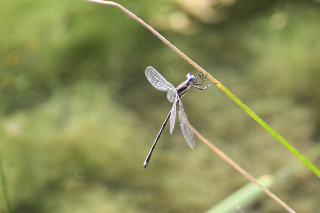 Great Spreadwing (Dragonflies and Damselflies of Alabama) · iNaturalist