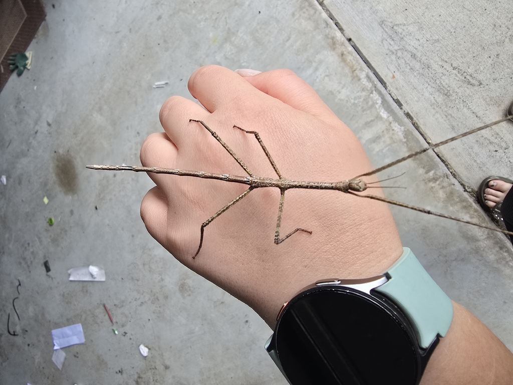 tessellated stick insect from Park Ridge QLD 4125, Australia on ...