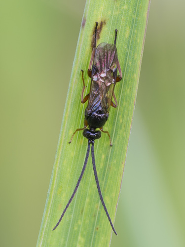 꼬마고치벌속 (Microgaster)