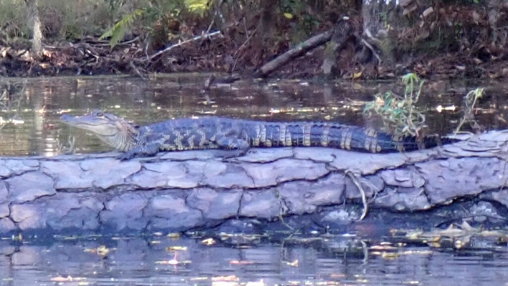 American Alligator from Gadsden County, FL, USA on November 17, 2025 at ...