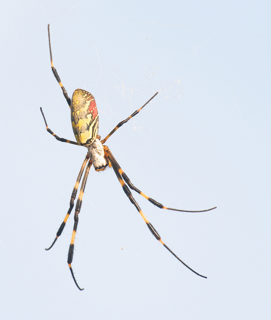 Joro Spider from Sageto, Abiko, Chiba 270-1138, Japan on November 04 ...