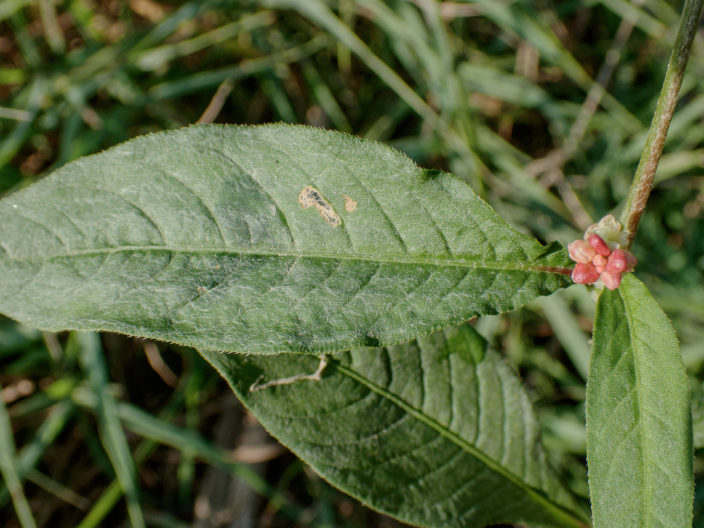 pale smartweed from Hangzhou, Zhejiang, China on November 14, 2025 at ...