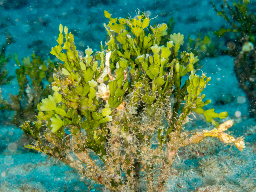 (Halimeda) - Botanical Realm