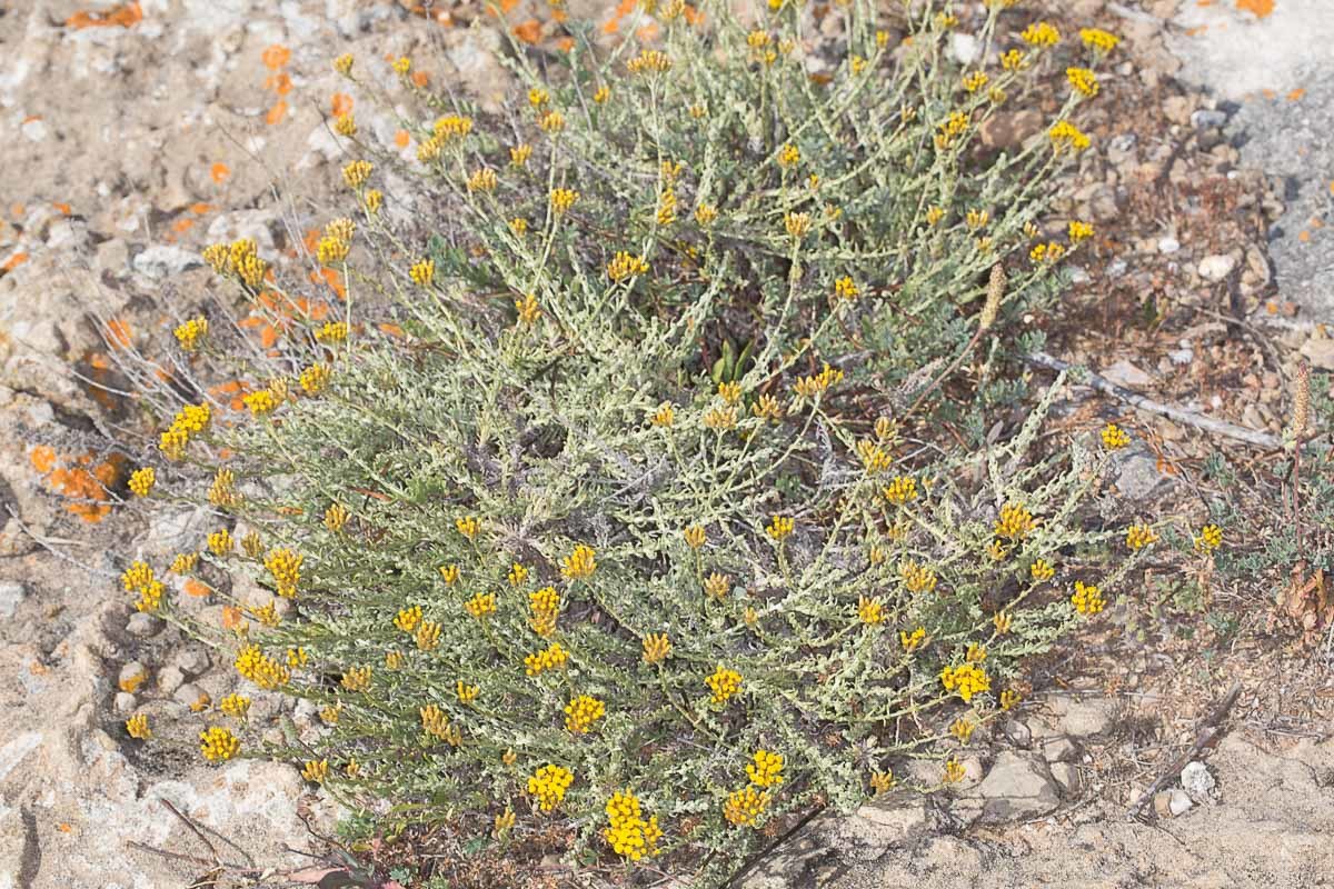 Helichrysum italicum subsp. microphyllum (Willd.) Nyman