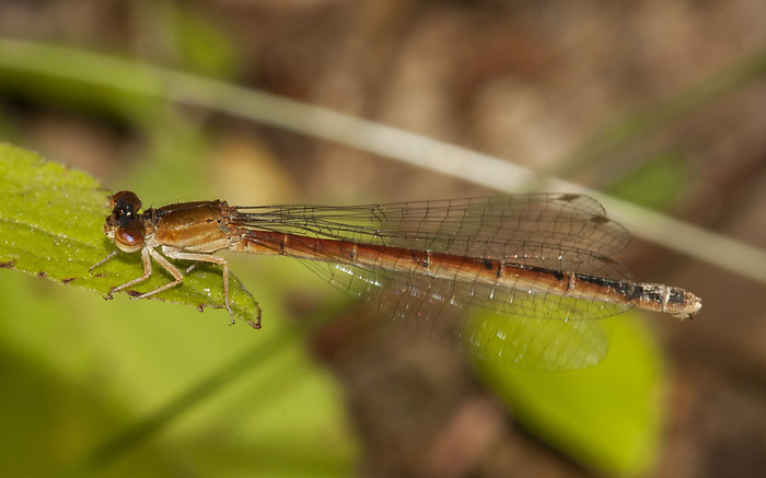 Eastern Red Damsel (Dragonflies and Damselflies of Alabama) · iNaturalist