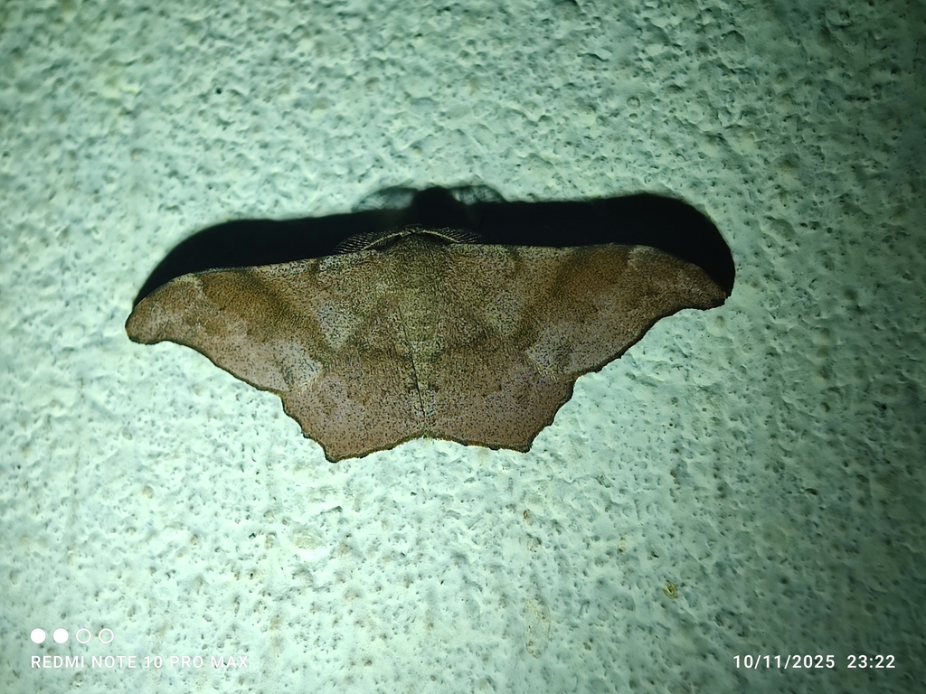 Black Looper from Kanthavara Muggerakala, Karnataka 574129, India on ...