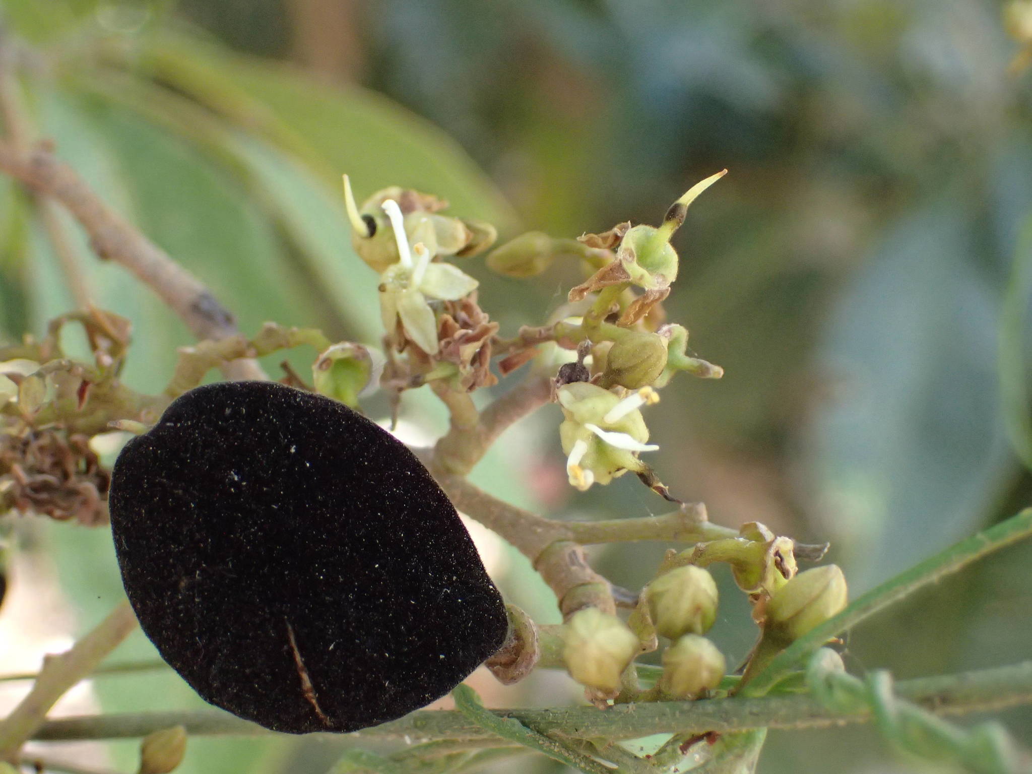 Dialium guineense Willd.