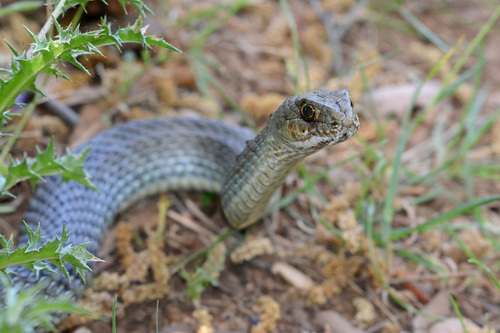 Sand Snakes (Psammophiidae) - Snakes and Lizards