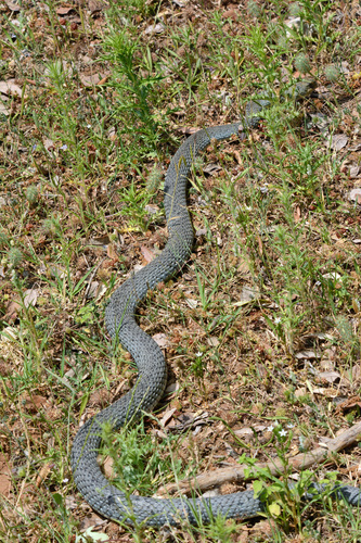 Sand Snakes (Psammophiidae) - Snakes and Lizards