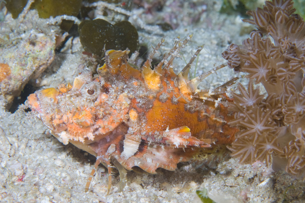 Stingfishes (Inimicus) - Marine Life Identification