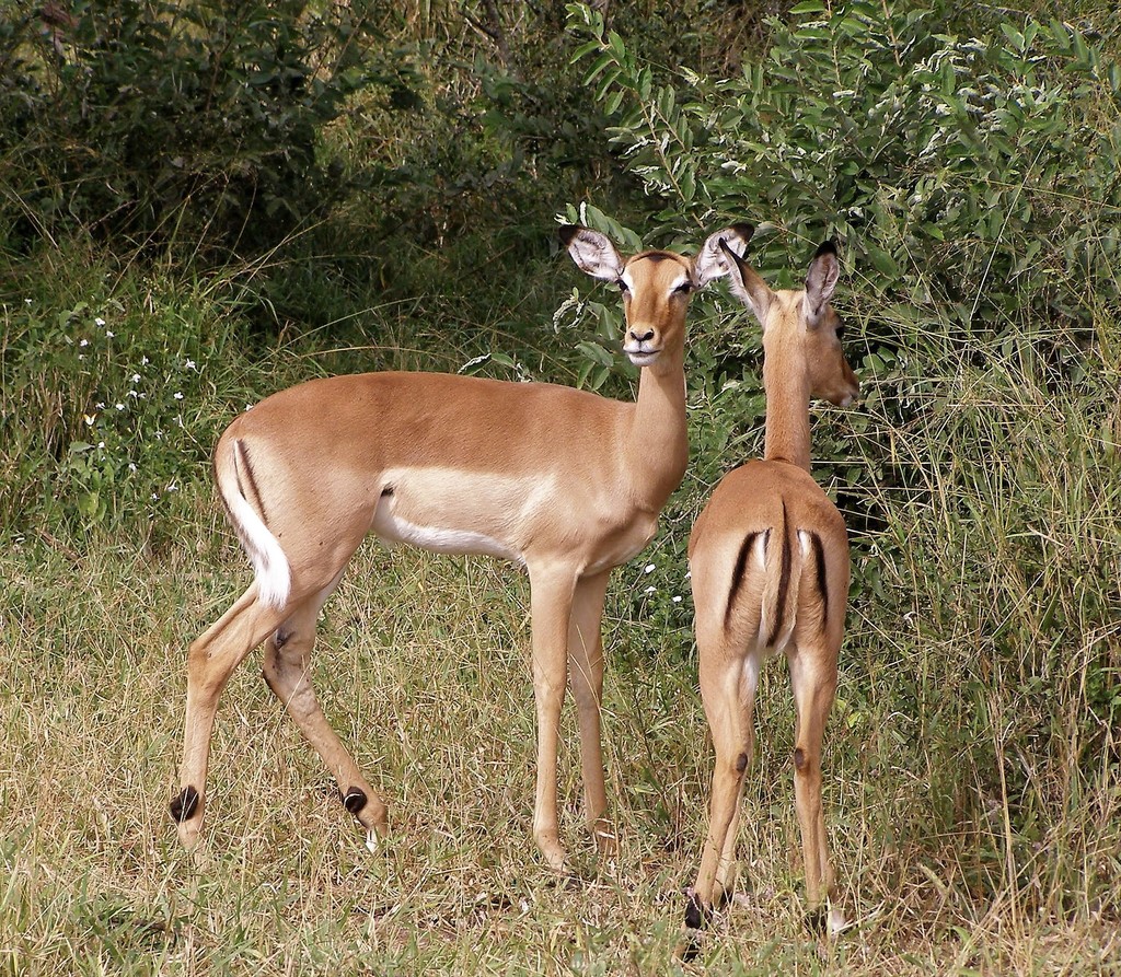 Common Impala from Sabie Park, 1260, South Africa on May 1, 2006 at 11: ...