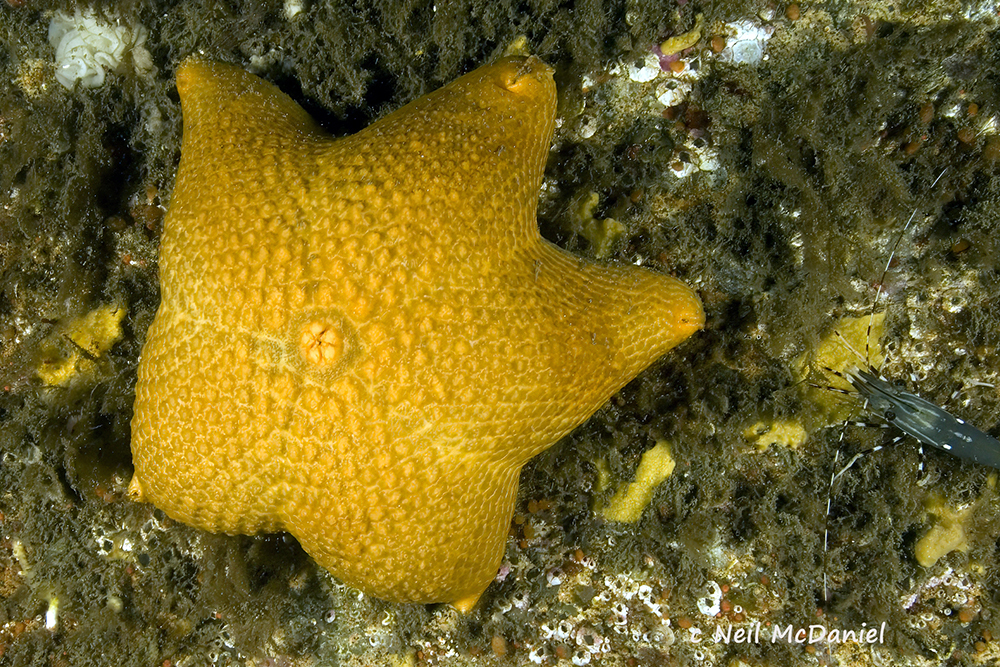 Slime Star from Pier B, Victoria Harbour, BC, Canada on January 31 ...