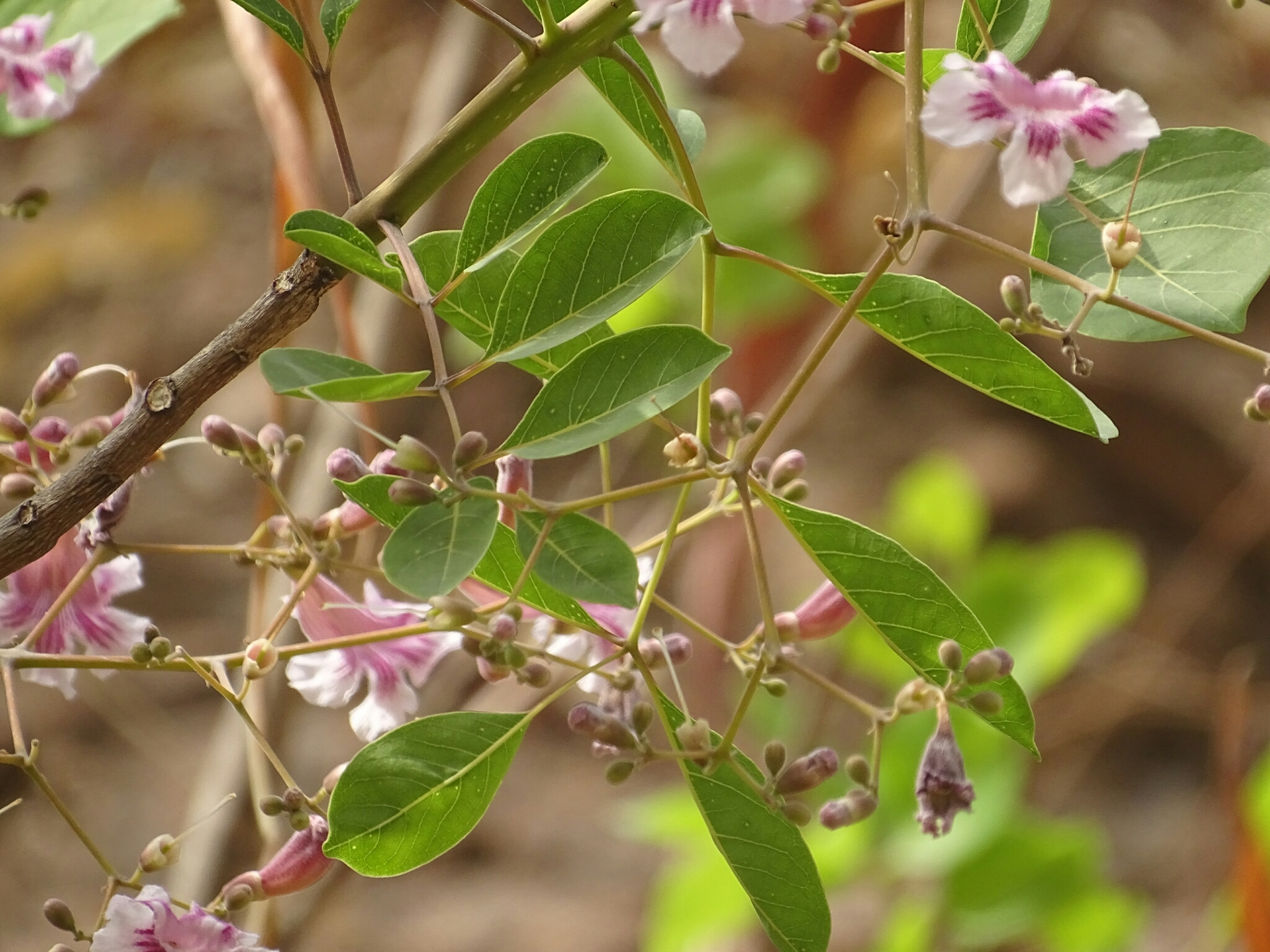 Stereospermum kunthianum Cham.