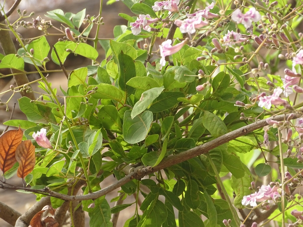 pink-jacaranda (Stereospermum kunthianum) - Botanical Realm