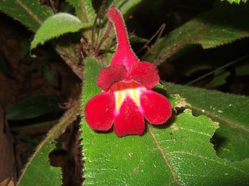 Codonoboea atrosanguinea · iNaturalist