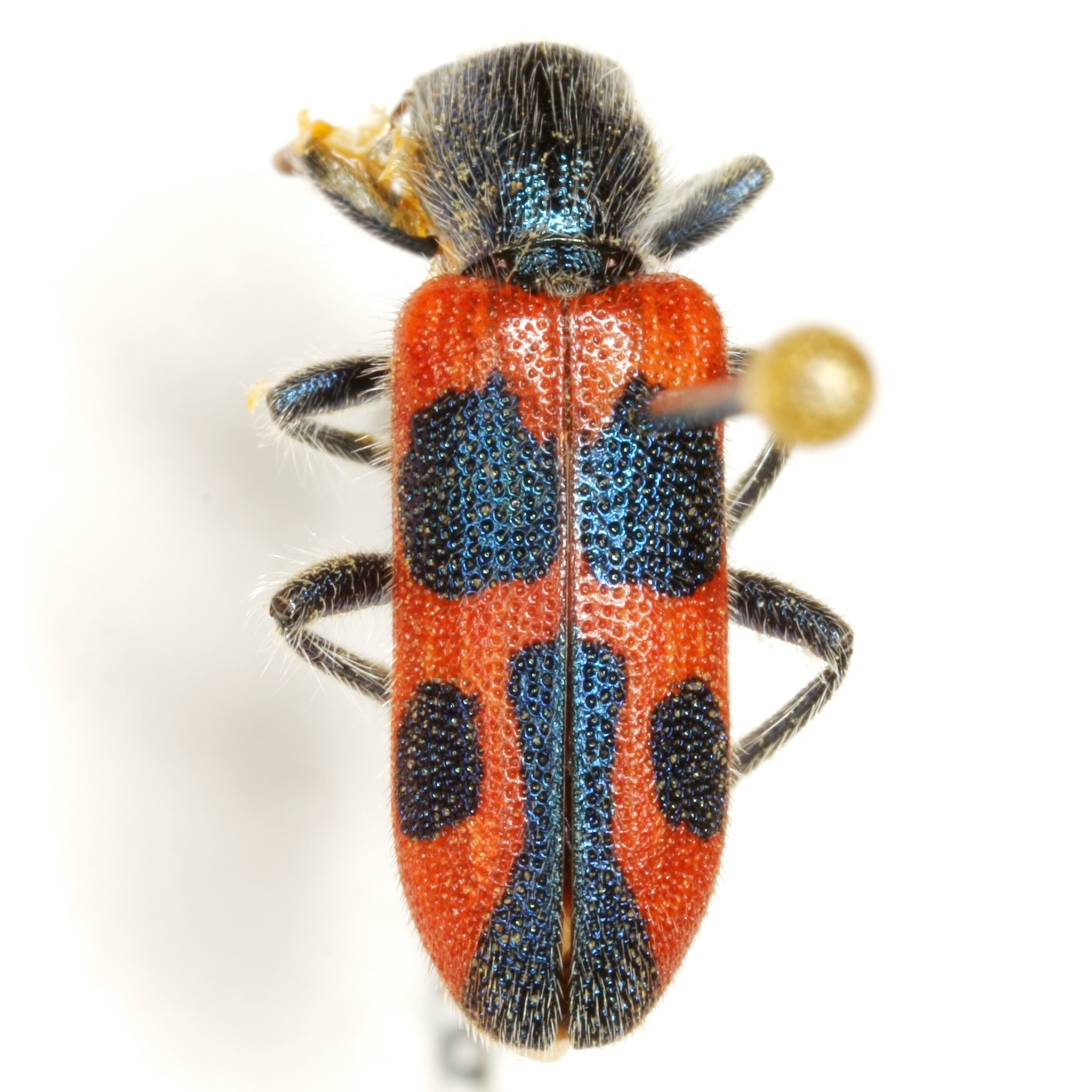 Cleridae