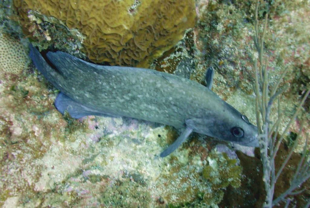 Greater Soapfish (Rypticus saponaceus) - Marine Life Identification