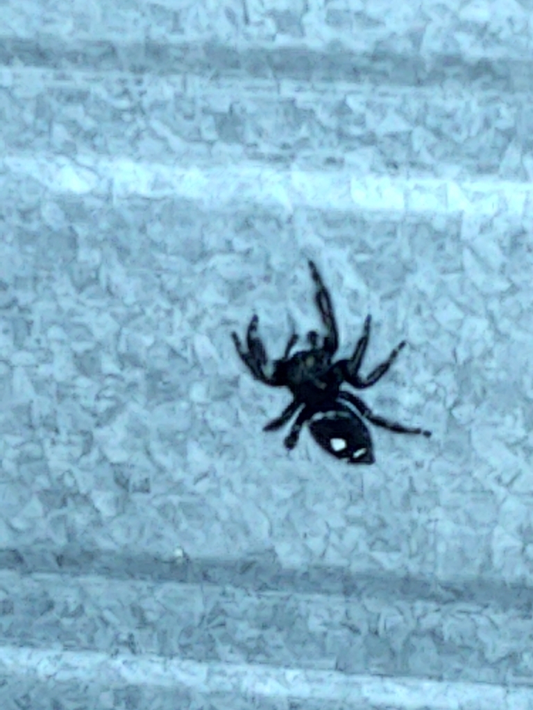 Bold Jumping Spider from Gonzales, TX 78629, USA on November 19, 2025 ...