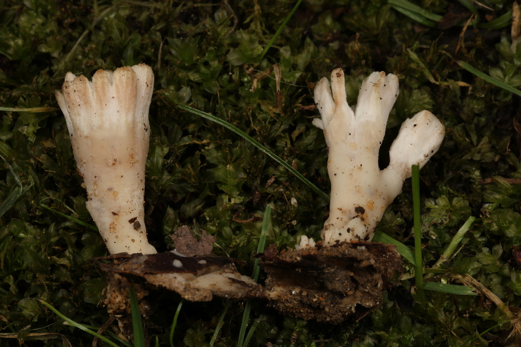 Sebacina sp. 'schweinitzii-IN02' from Blairsville, PA 15717, USA on ...